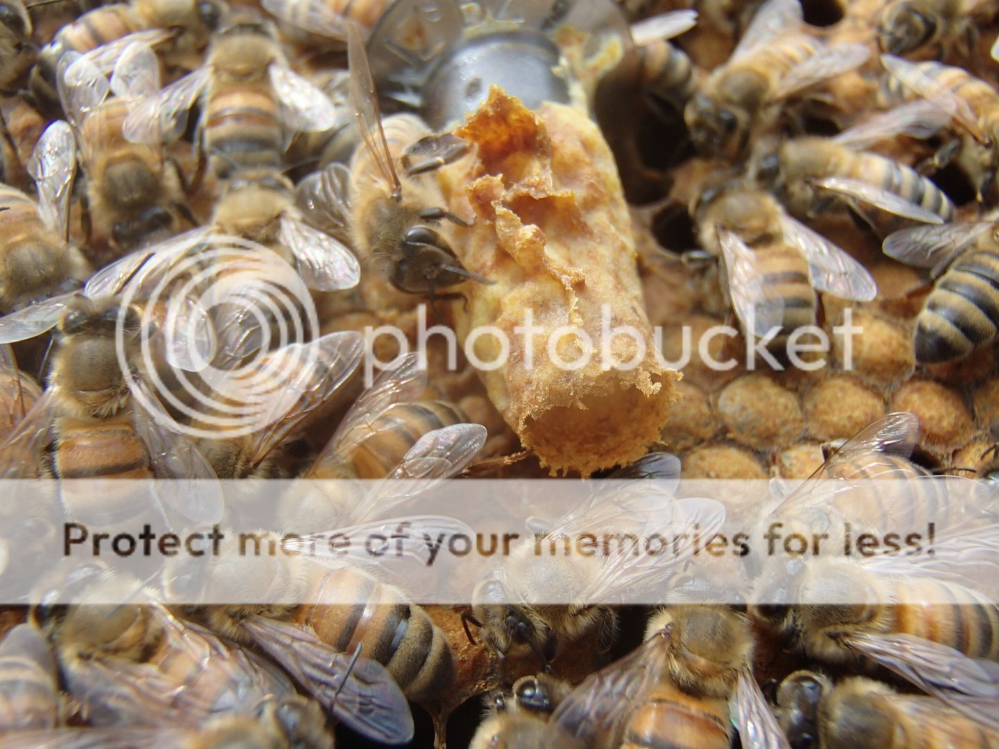 Making up Mating Nucs | Beesource Beekeeping Forums